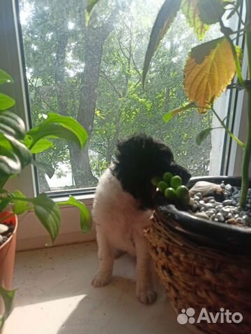 Собаки щенки той-терьер