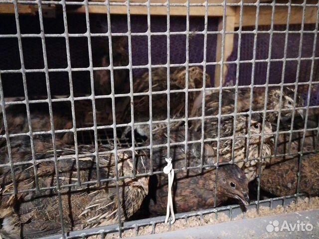 Перепела продажа