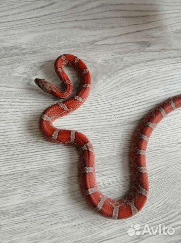 Змея маисовый полоз