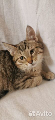 Котёнок Батончик ищет семью