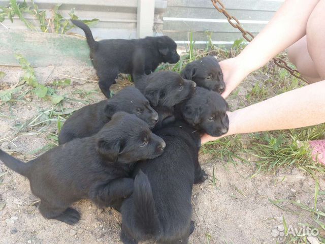 Щенки лабрадора черные
