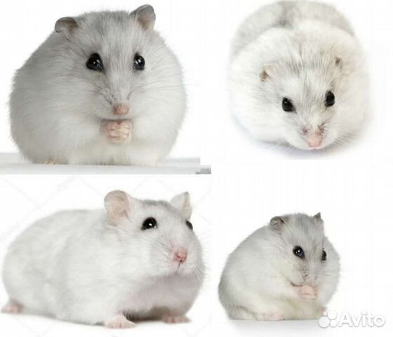 Хомячки ручные