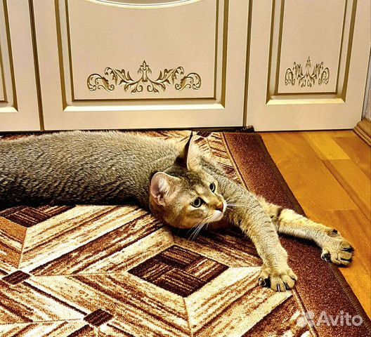 Кошка чаузи ф1