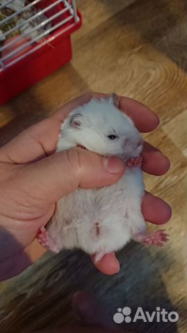 Сирийские хомячата