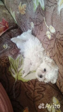 Мальтийская болонка мини