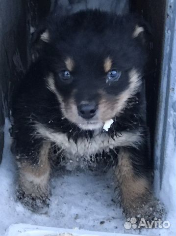 Щенок