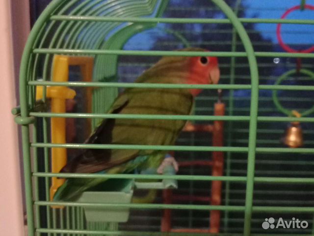 Отдам бесплатно попугая