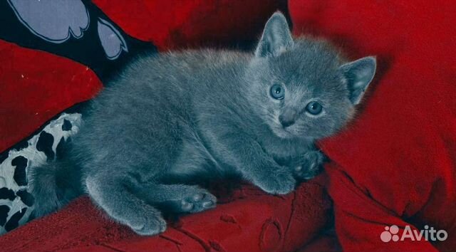 Британские котята