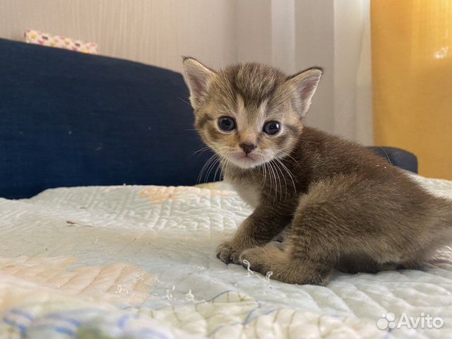 Котенок шотландский