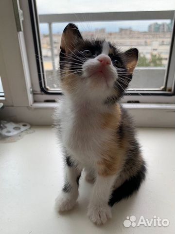 Смешная малышка Пеппи