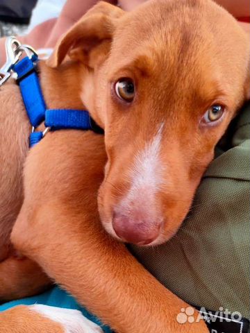 Венгерская выжла (или близкий метис)