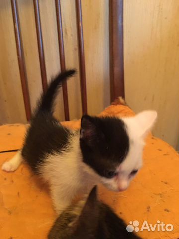 Котята в семью
