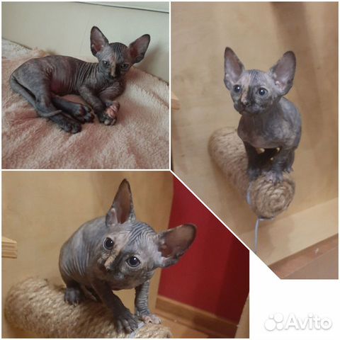 Канадский сфинкс