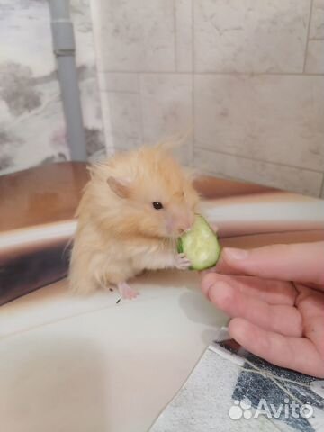 Хомячки бесплатно