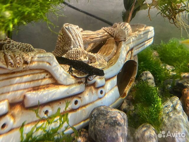 Аквариумные рыбки и растения