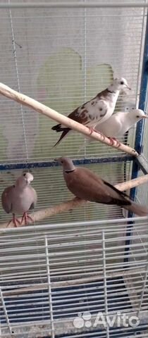 Египетская смеющаяся горлица