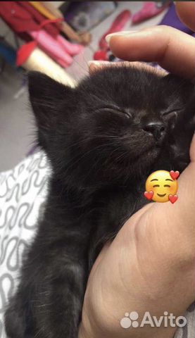 Черный котенок девочка