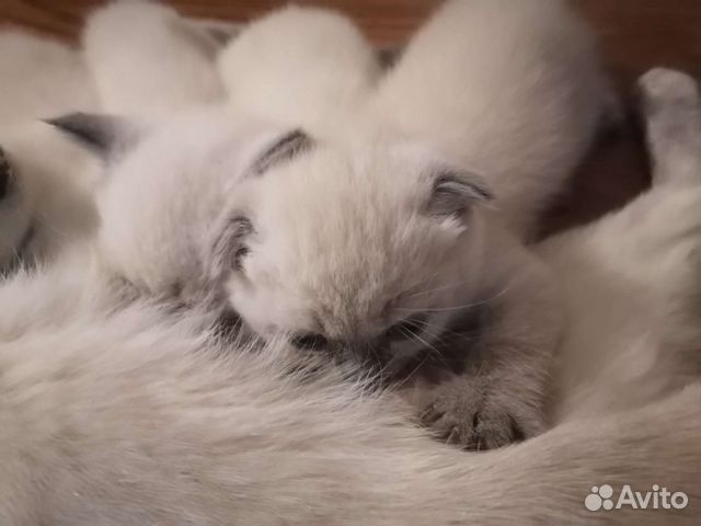 Котята шотландцы
