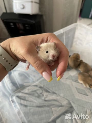 Сирийский хомяк