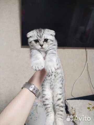 Шотландская вислоухая