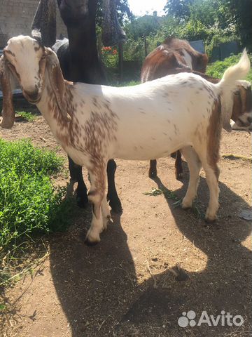 Чистопородная нубийская козочка