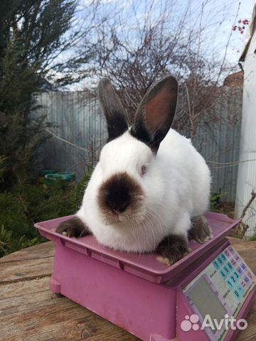 Кролик Калифорния чистые без помеси