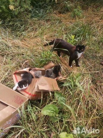 Котята в добрые руки