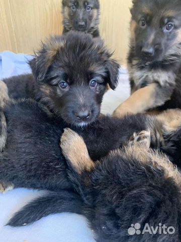 Щенки немецкой овчарки