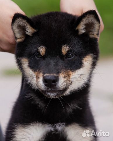 Продам щенка Сиба-ину