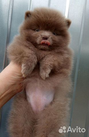 Чудо померашка лилу