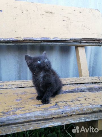 Чёрный котёночек мальчик