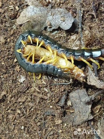 Scolopendra cingulata для содержания дома