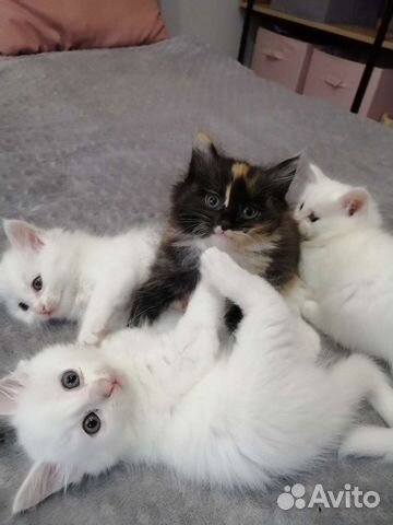 Белые котята + трехцветная красавица