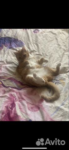Милая кошечка 2 года