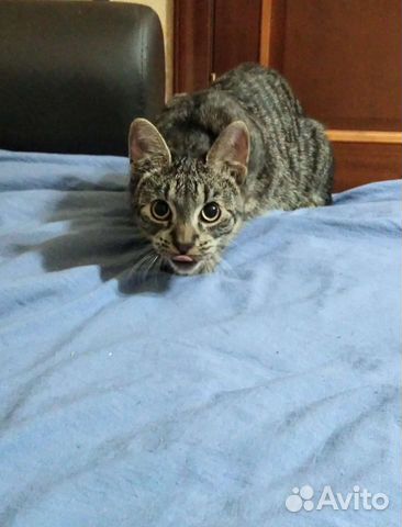 Котёнок (полосатый охотник за твоим сердечком )