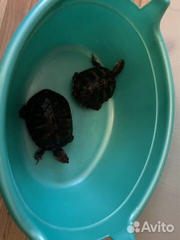 Красноухая черепаха