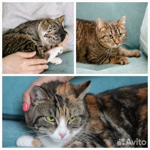 Полосатая мафия