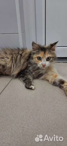 Кошка в дар