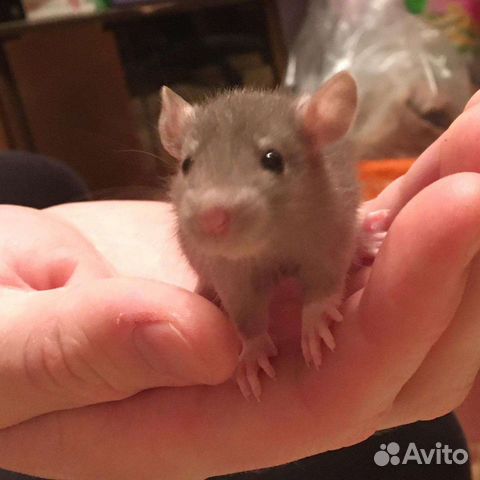 Декоративная крыса