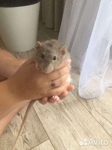 Декоративная крыса Дамбо
