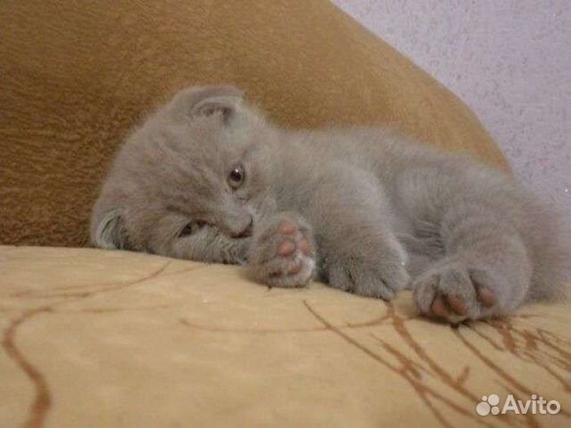 Шотландская вислоухая кошка
