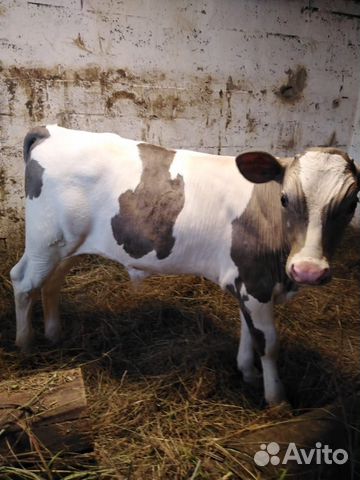 Бычок симментал