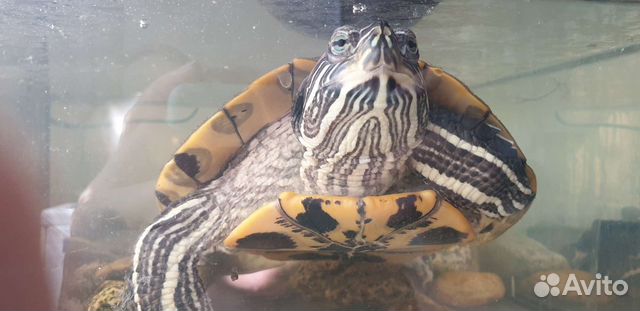 Красноухая черепаха с аквариумом бесплатно