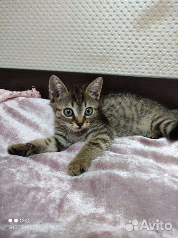 Котенок
