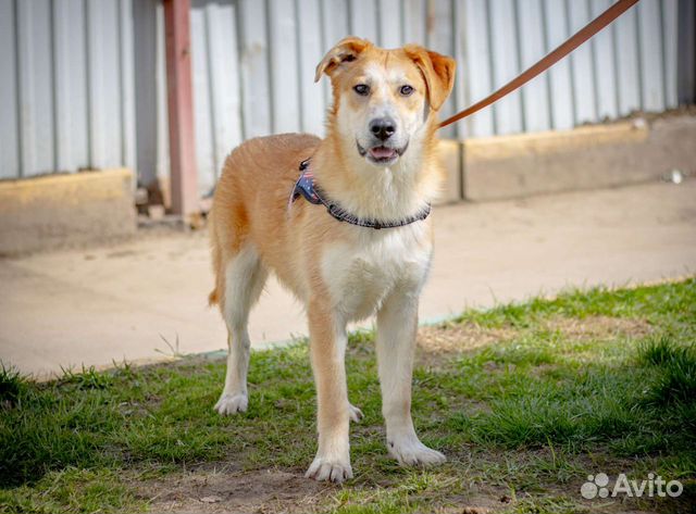 Рыжий Ричард - щенок ищет дом