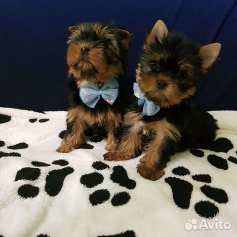 Йоркширский терьер щенки