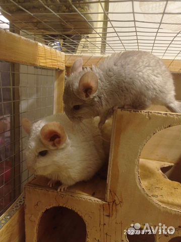 Малышки шиншилки, гетеробежевые