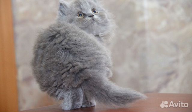 Британские котята