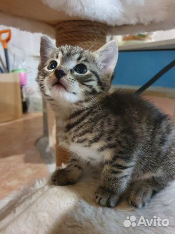 Котёнок мальчик,очень умный и яркий