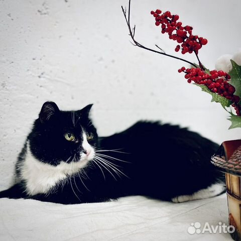 Ласковая Кошка Машенька